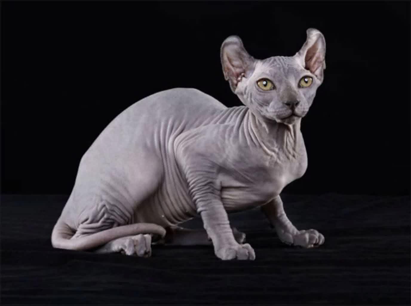 Gato Elfo: lindo e caro — saiba tudo sobre ele! • Amo meu Gato