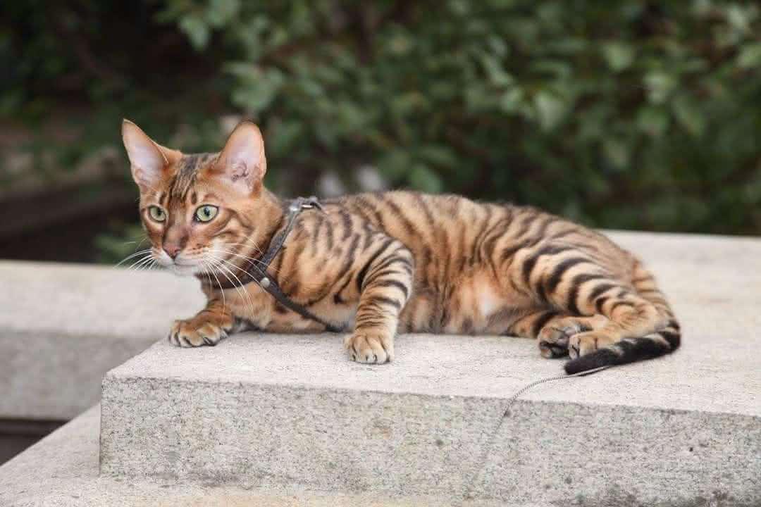Toyger: o Minitigre — preço, características, personalidade • Amo meu Gato