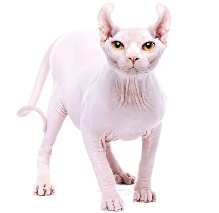 Gato Elfo: lindo e caro — saiba tudo sobre ele! • Amo meu Gato