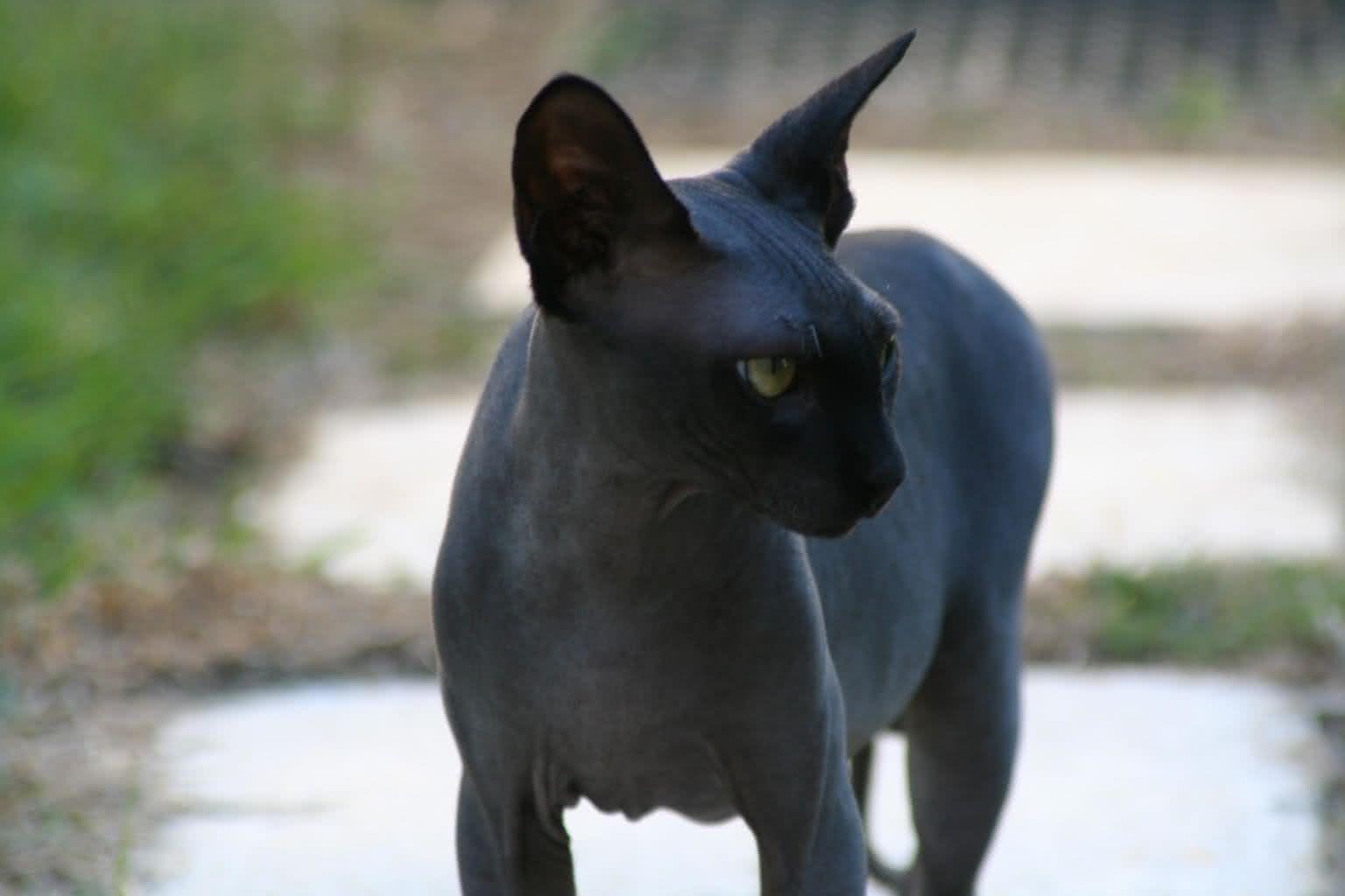 Sphynx: o gato pelado que fará você apaixonar pelo seu charme único ...